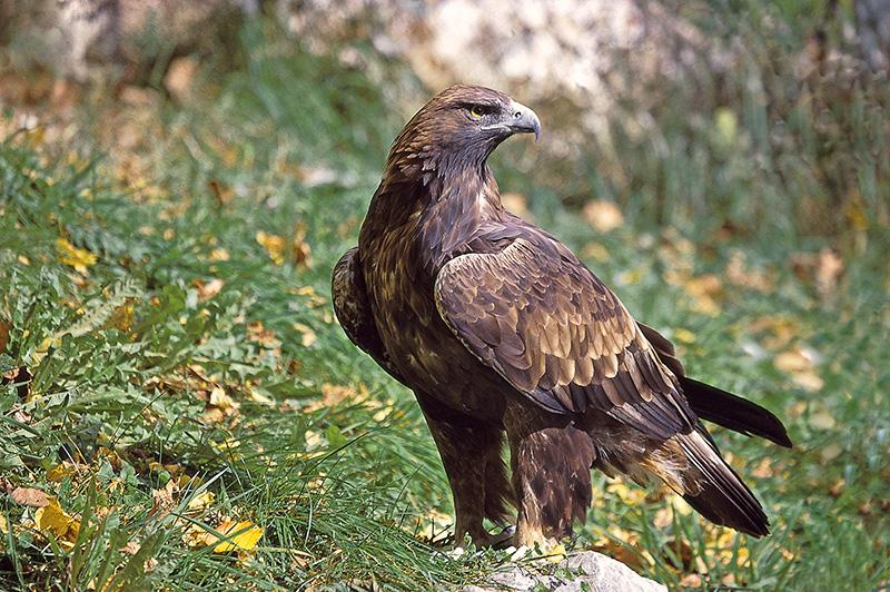 Aigle royal | Parc national du Mercantour Aigle royal | Parc national du Mercantour